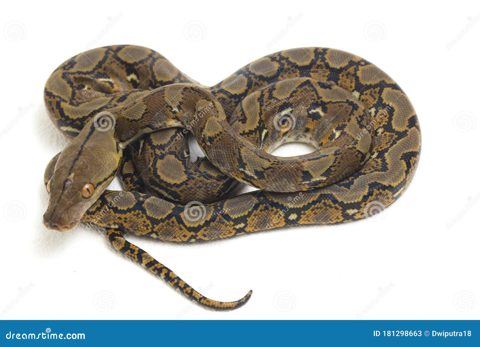 Python Python Reticulatus Retirado Aislado En Blanco Imagen de archivo ...