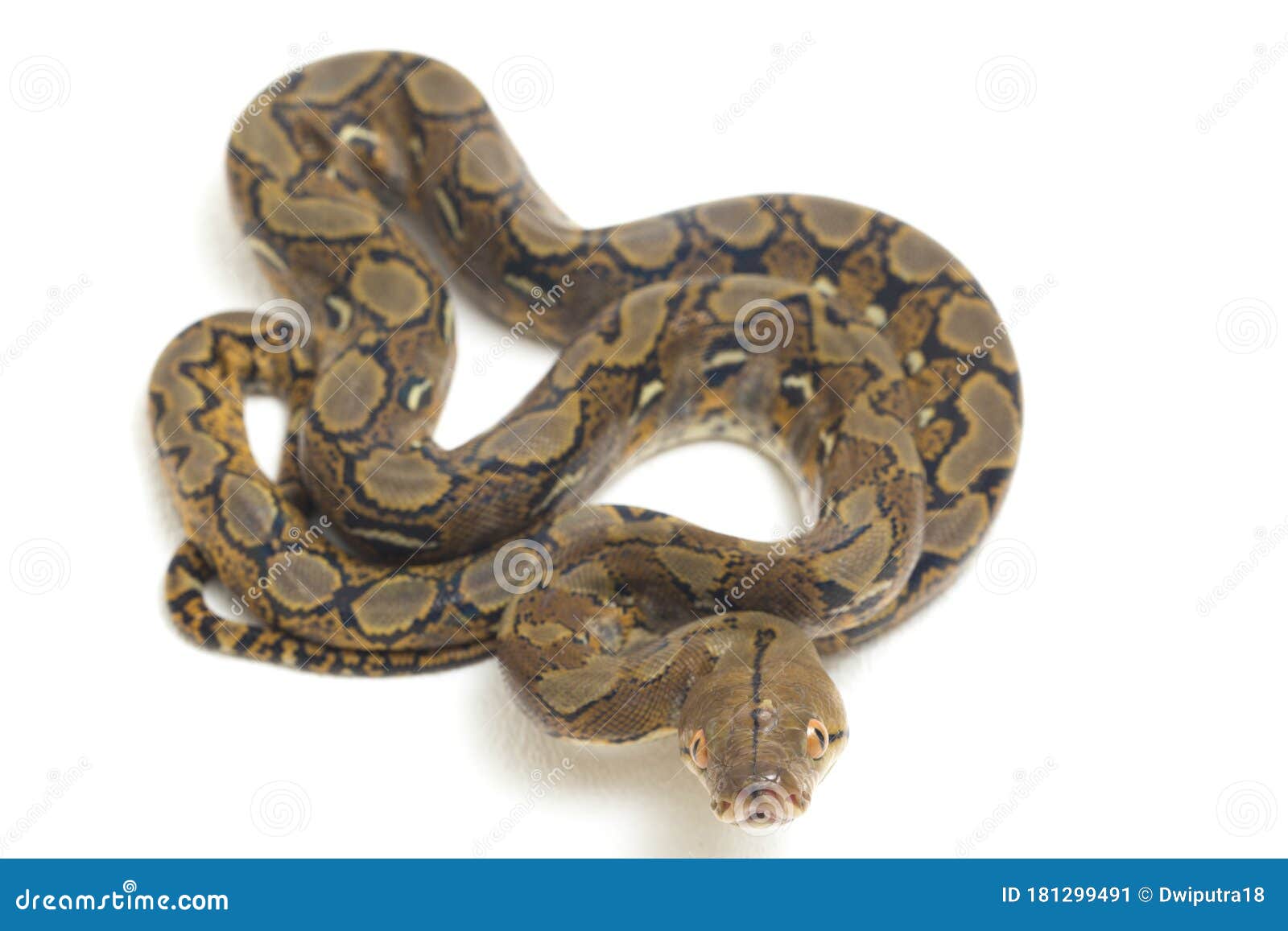Python Python Reticulatus Retirado Aislado En Blanco Imagen de archivo ...