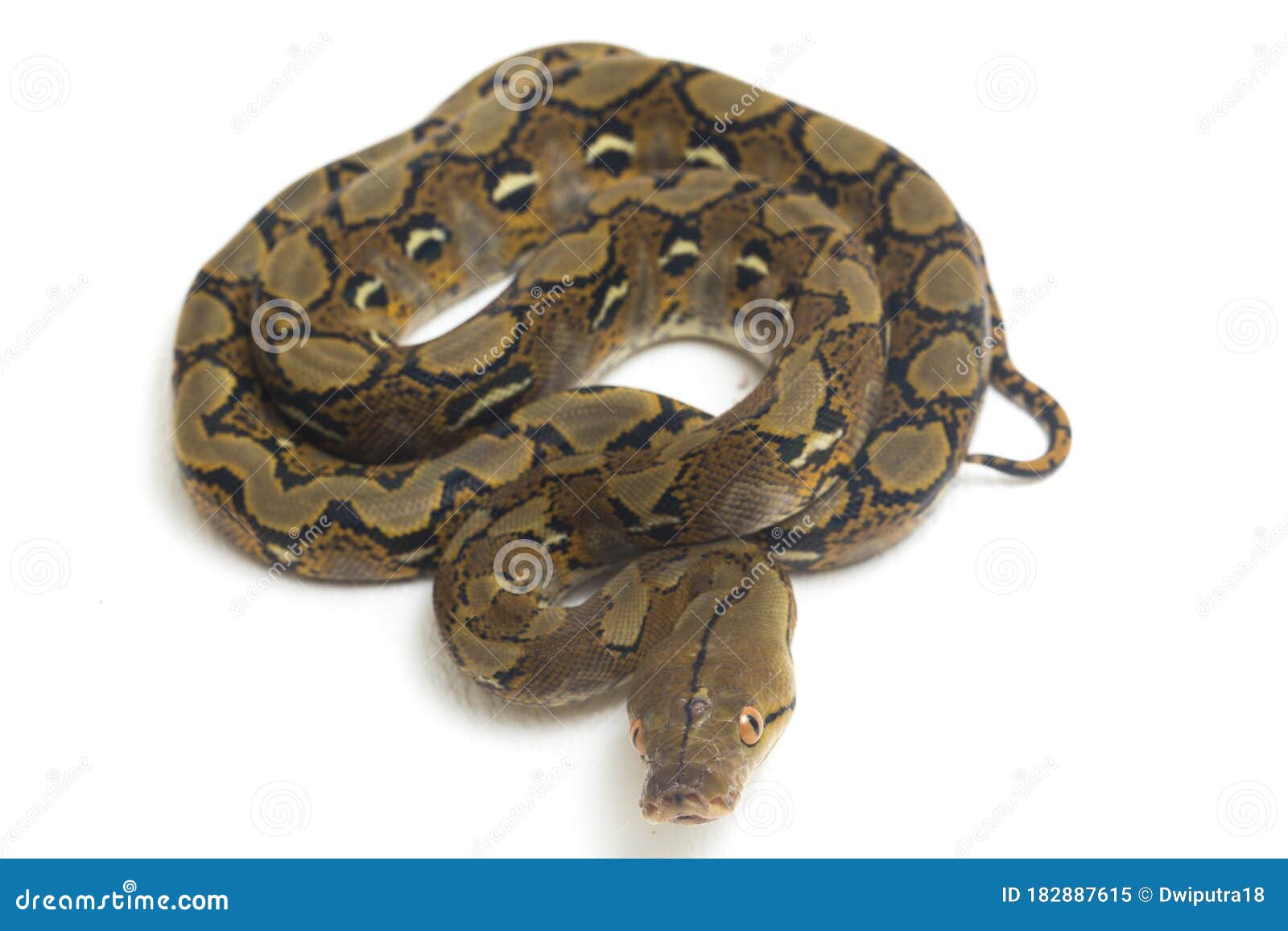 Python Python Reticulatus Retirado Aislado En Blanco Imagen de archivo ...