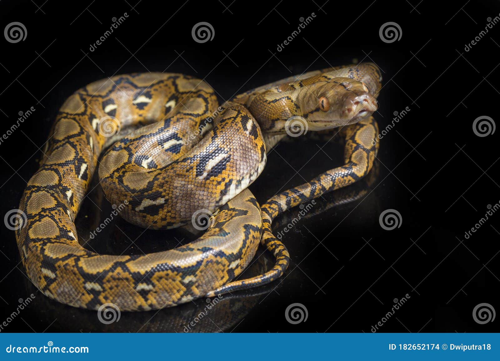 Python Python Reticulatus Retirado Aislado En Negro Foto de archivo ...