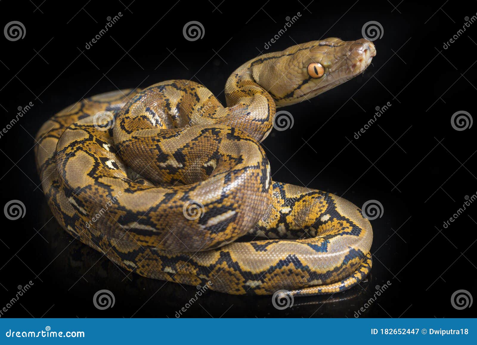 Python Python Reticulatus Retirado Aislado En Negro Imagen de archivo ...