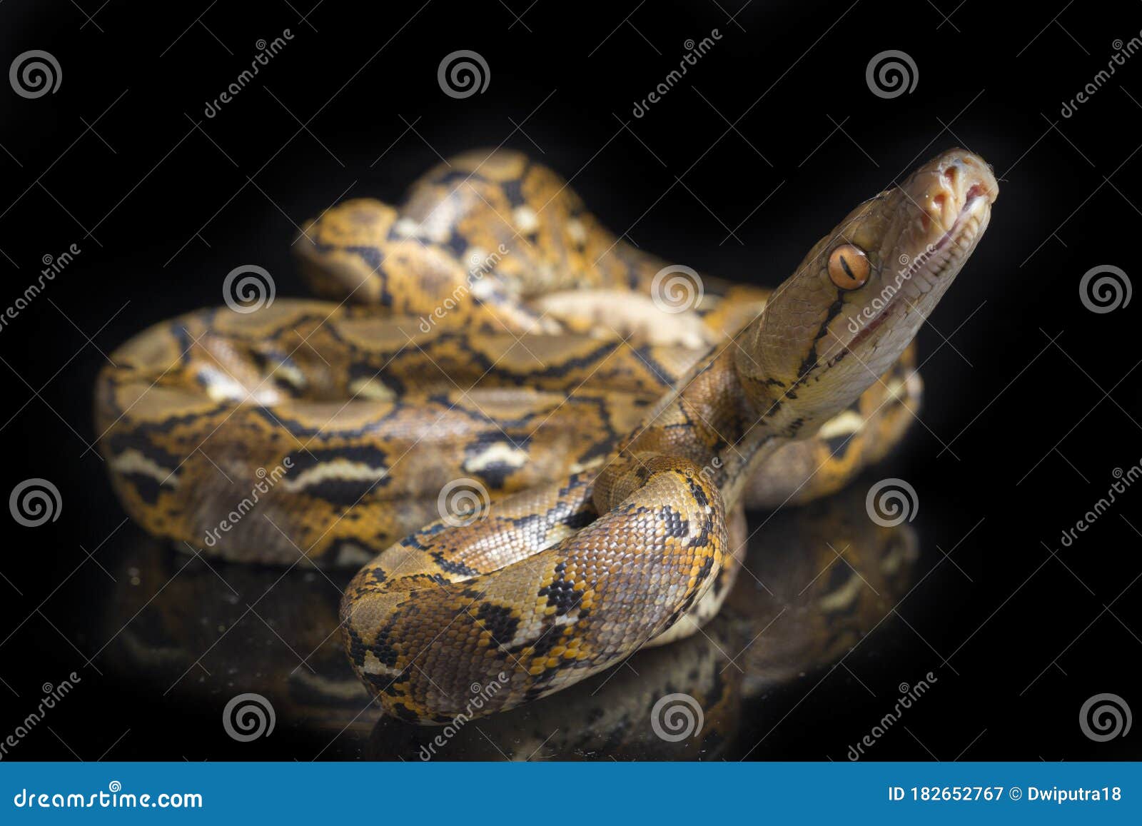 Python Python Reticulatus Retirado Aislado En Negro Imagen de archivo ...
