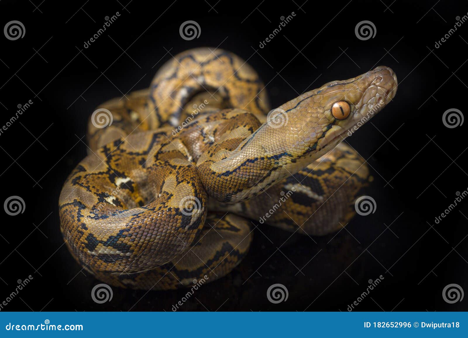 Python Python Reticulatus Retirado Aislado En Negro Foto de archivo ...