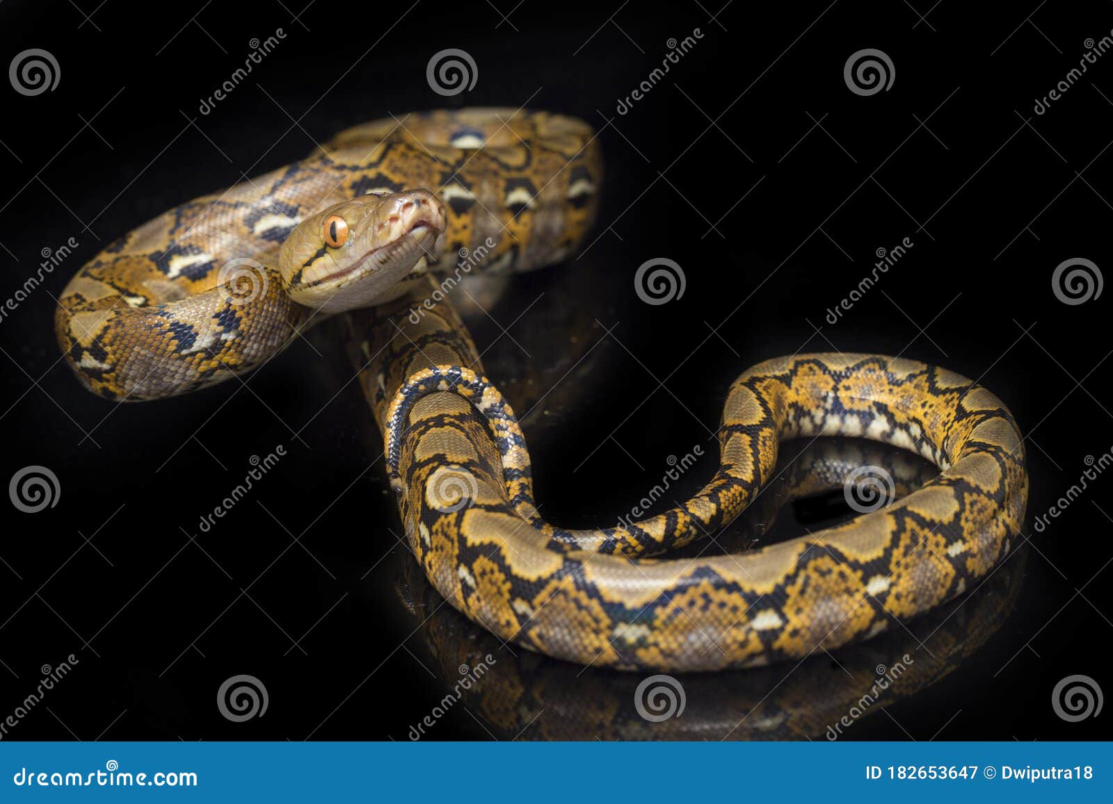 Python Python Reticulatus Retirado Aislado En Negro Imagen de archivo ...