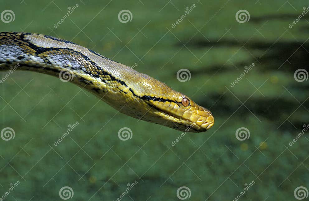 Reticulated Python, Python Reticulatus, Head Stock Image - Image of ...
