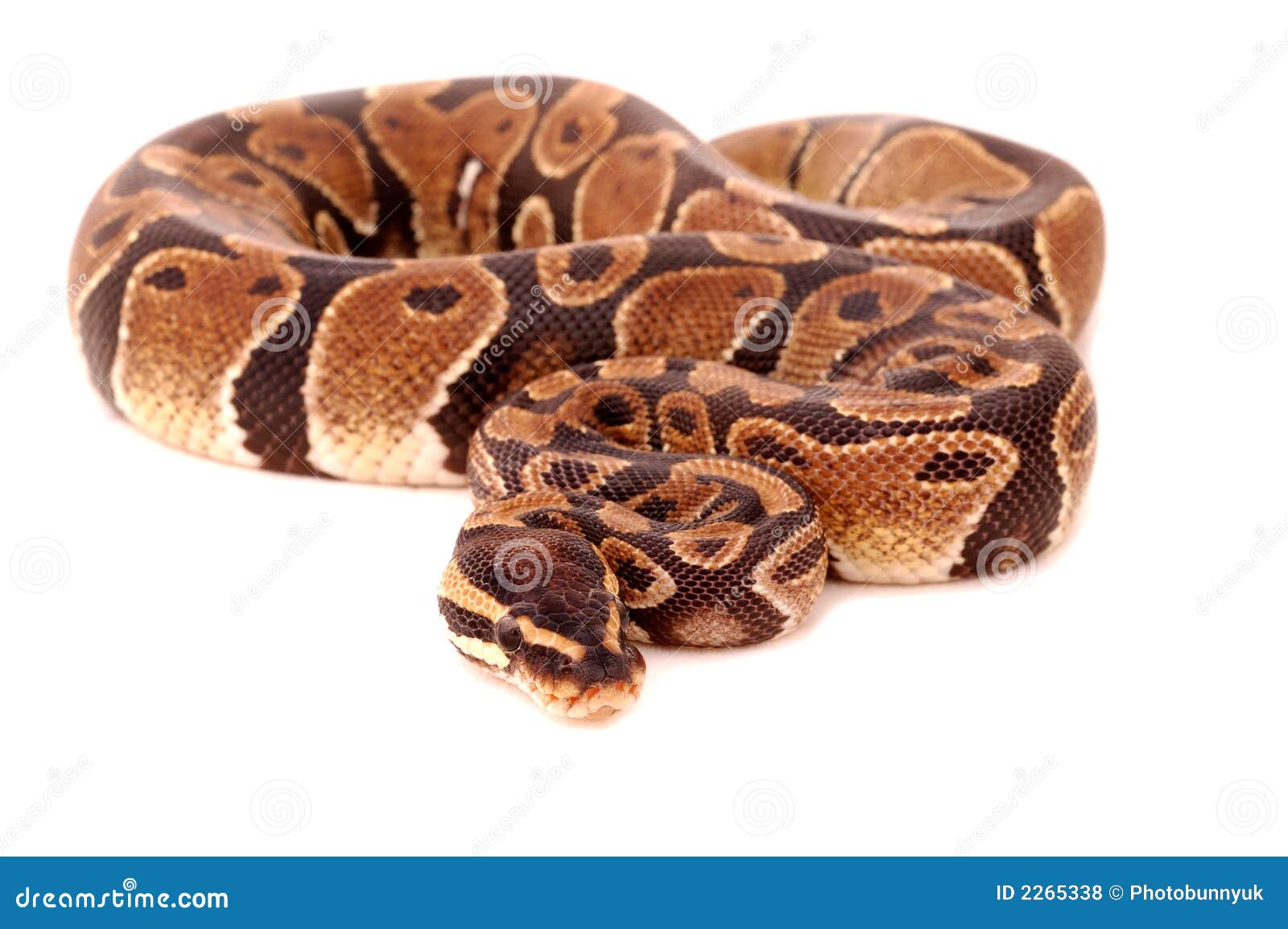 Python royal photo stock. Image of serpent, reptile, python - 2265338