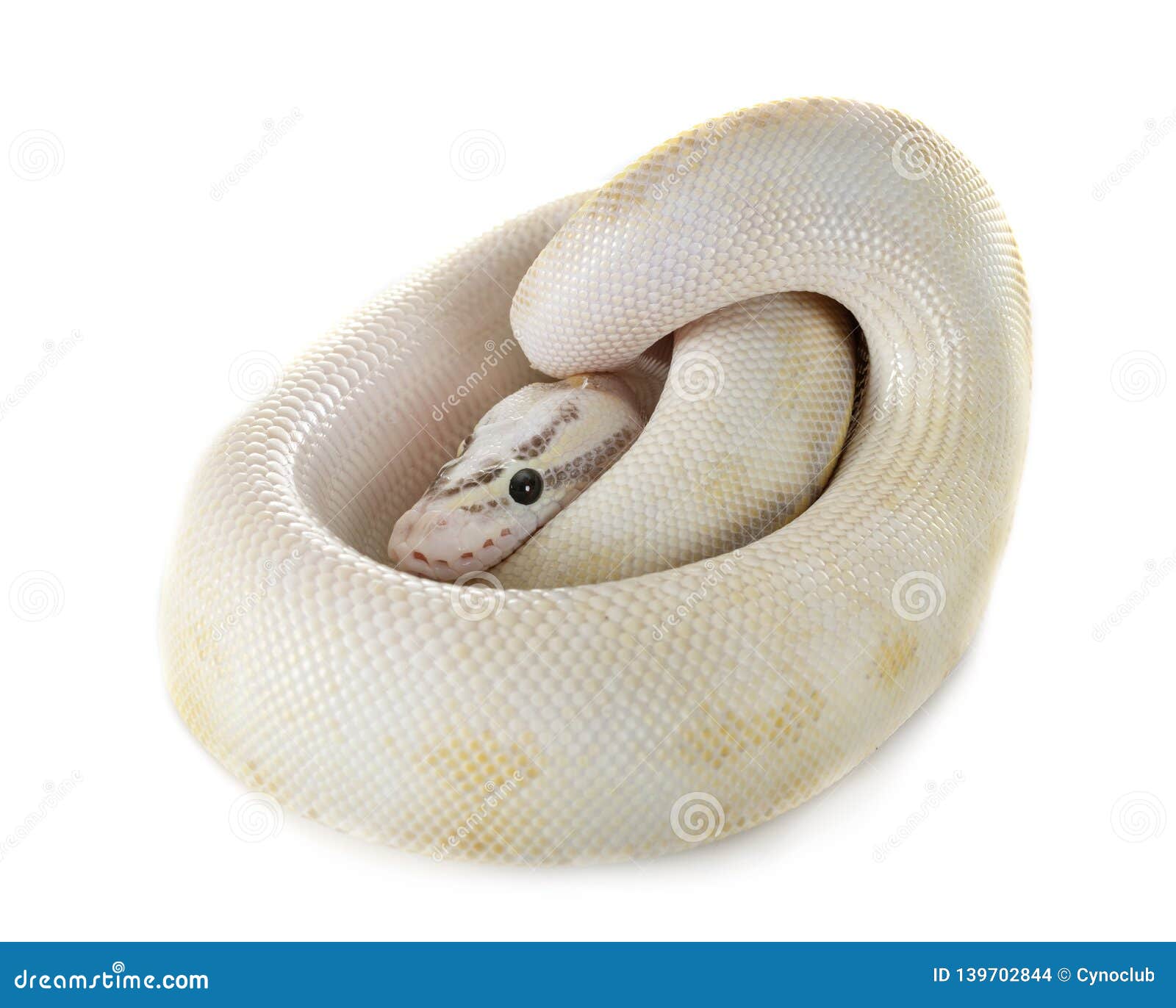 Python Royal Dans Le Studio Photo stock - Image du jaune, blanc: 139702844