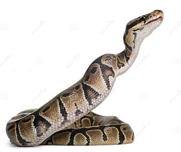 Python Royal Python Eating a Mouse, Ball Python Stock Image - Image of ...
