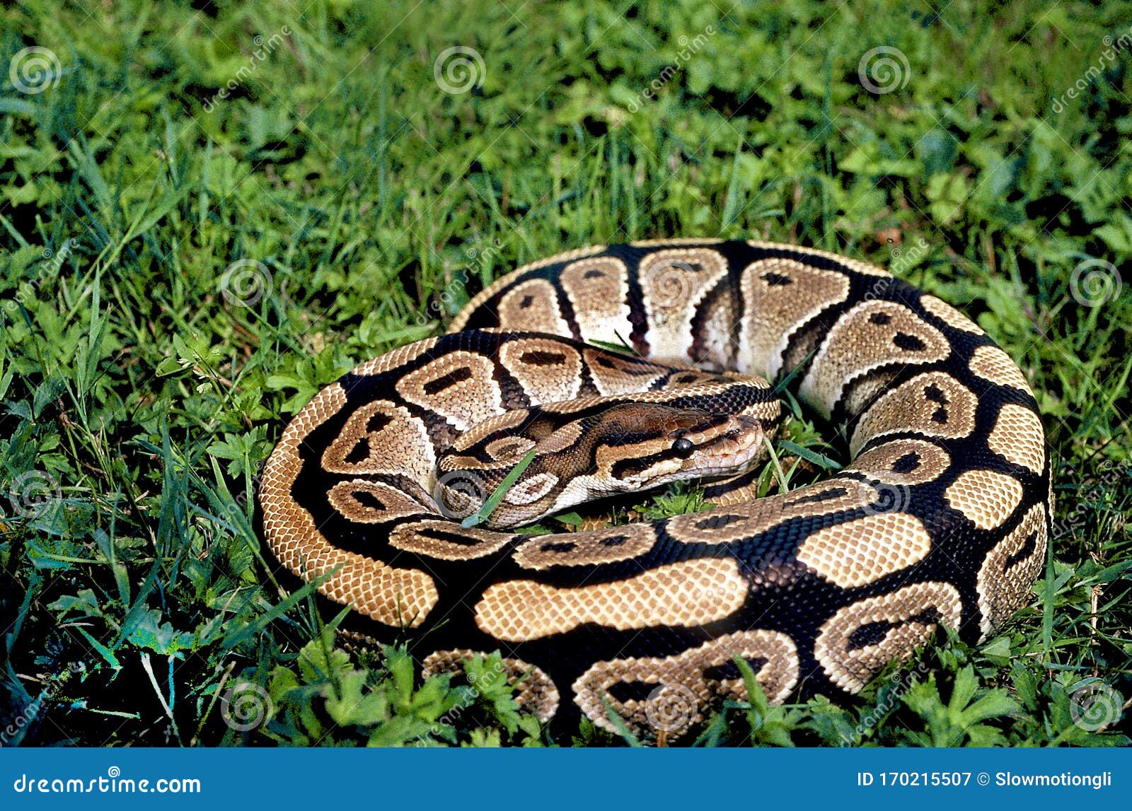 PYTHON ROYAL python regius stock image. Image of reptile - 170215507