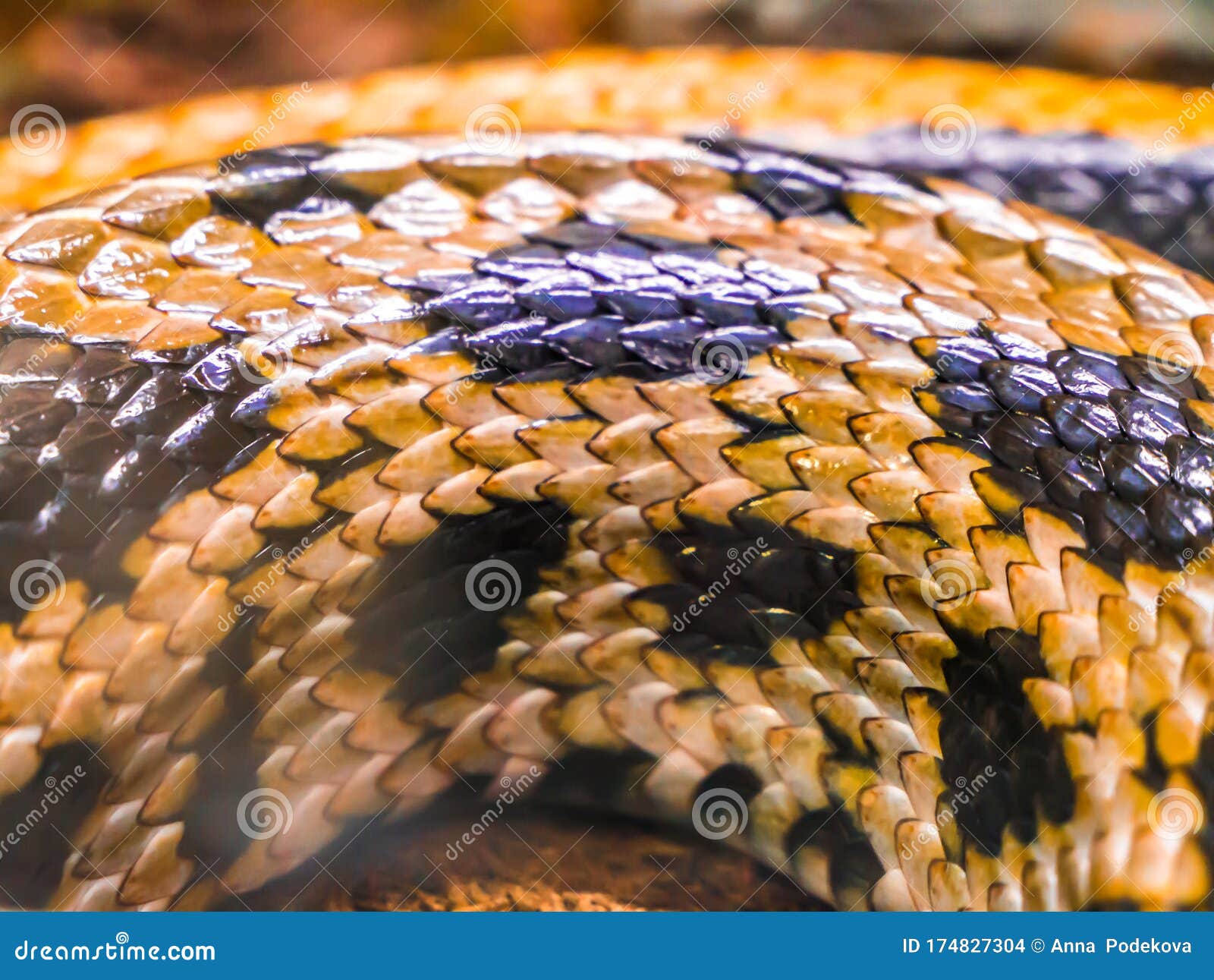 Python Serpiente Piel Y Escamas Cerrar Macro. Foto de archivo - Imagen ...