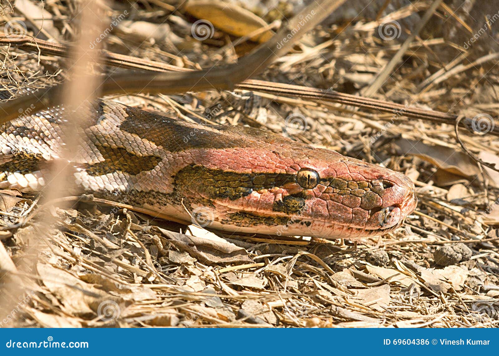 Ajgar Photos - Free & Royalty-Free Stock Photos from Dreamstime