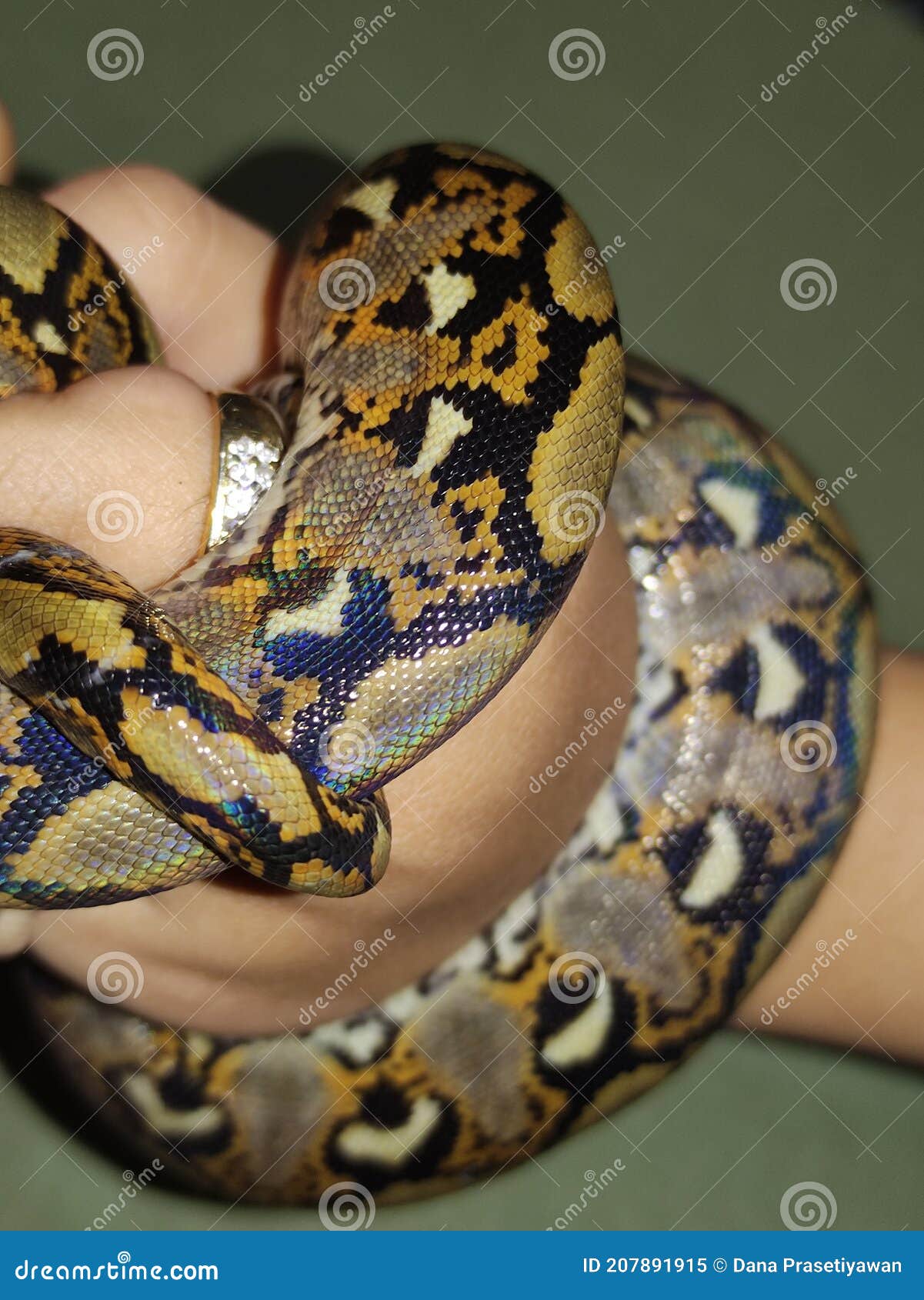 Python Skin Aesthetics Batik Beautiful Stock Image - Image of batik ...