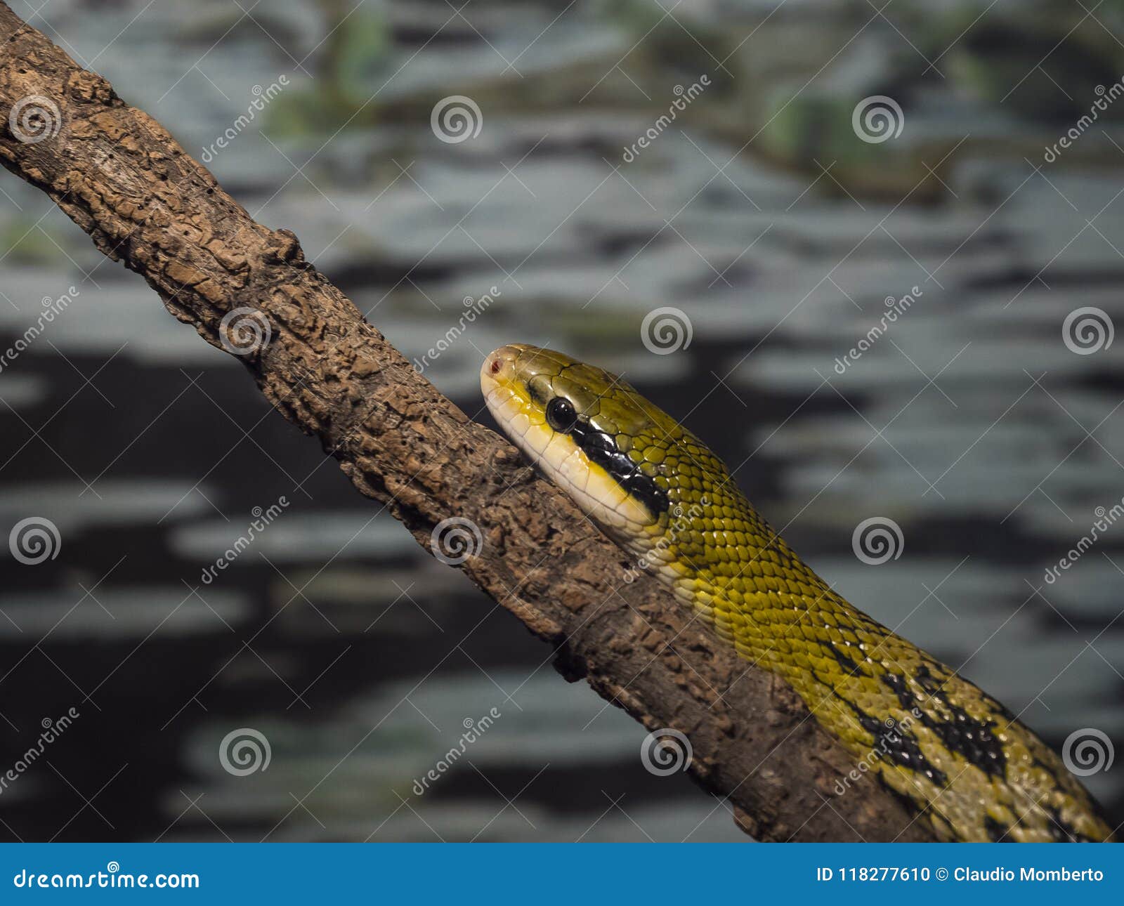 Python Slides Slow on the Branch Stock Photo - Image of rainforest ...