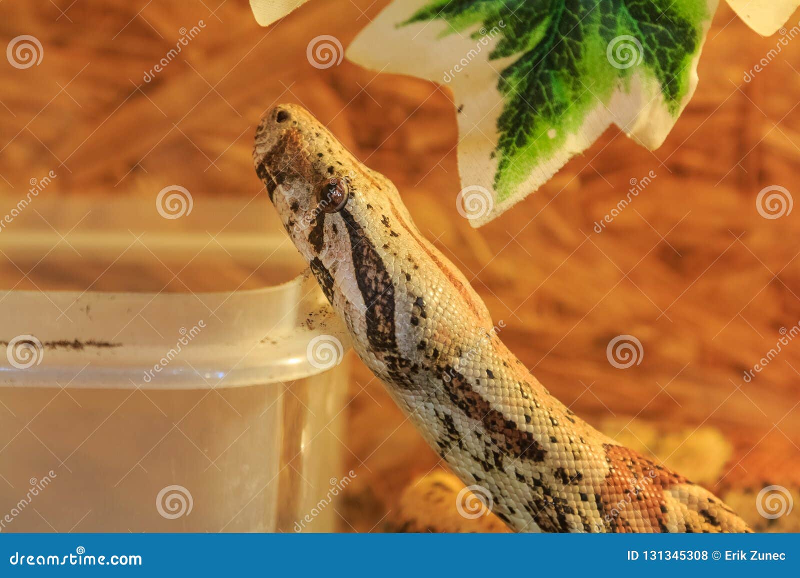 Python Slithering in His Terrarium Stock Photo - Image of indian, macro ...