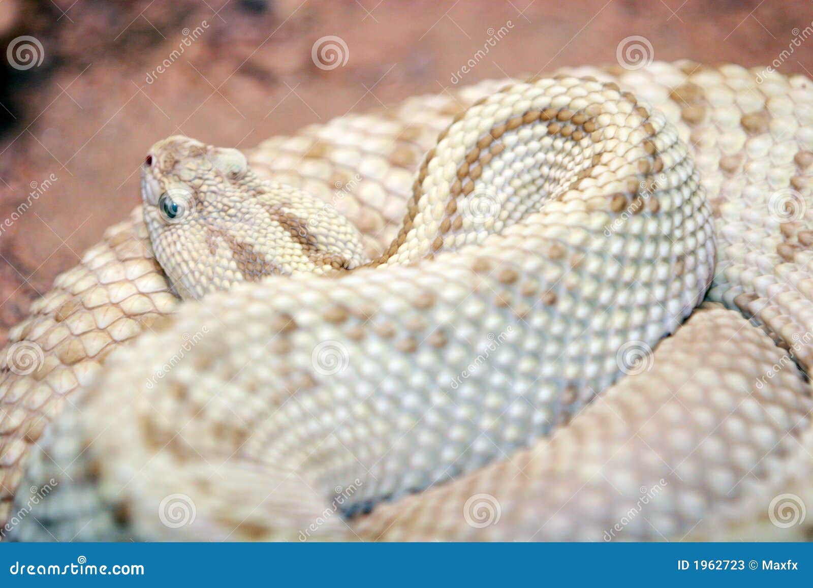 Python snake stock image. Image of depth, attack, danger - 1962723