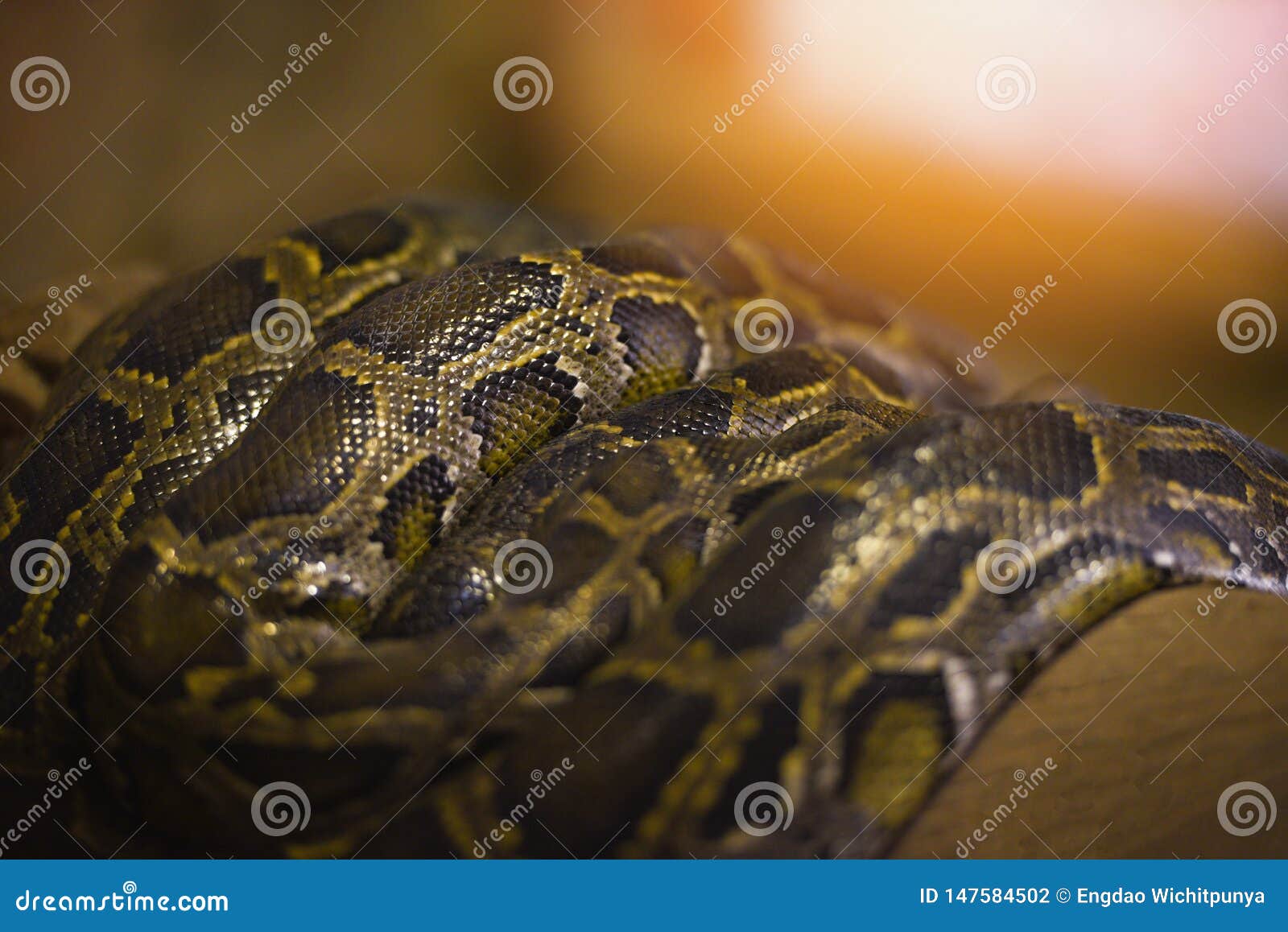 Python Snake - Asia Giant Reticulated Python Lying on a Branch Stock ...