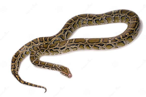Python snake close-up stock photo. Image of pets, curve - 8577026