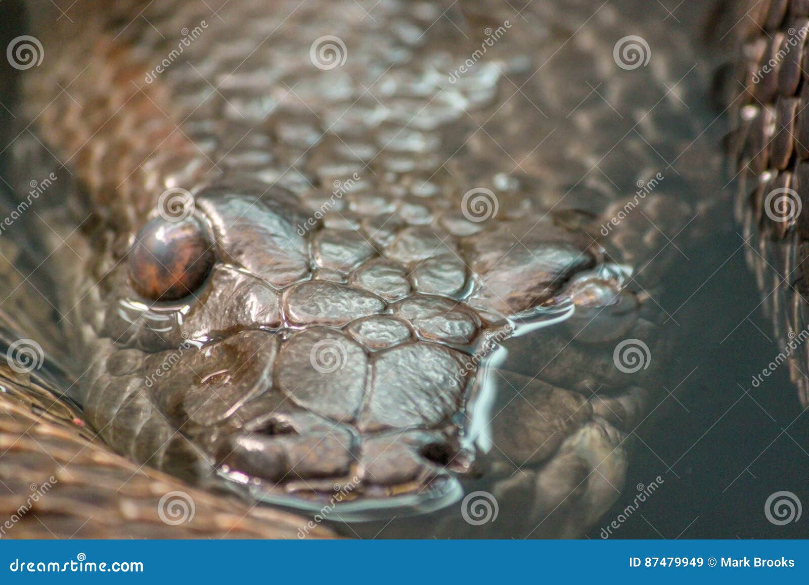 Python Snake Close Up in Water Stock Image - Image of animal, python ...