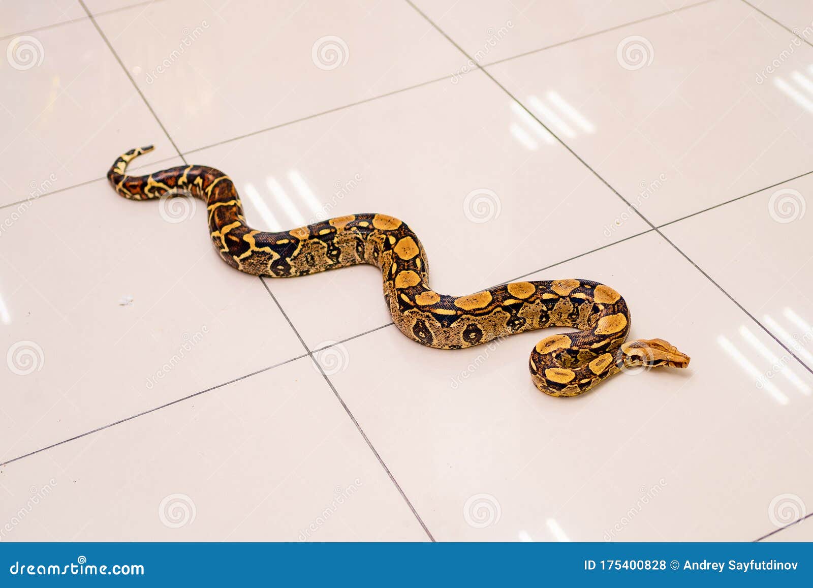 Python Snake on the Floor of the Shiny Bright Tile Stock Photo - Image ...