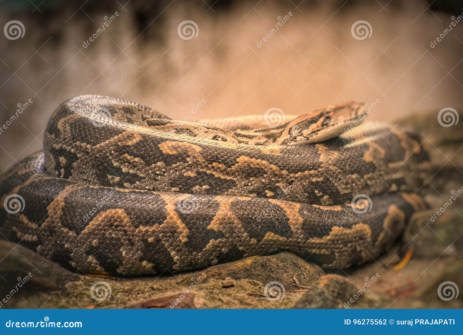 Python snake stock photo. Image of snake, wildlife, 160kg - 96275562