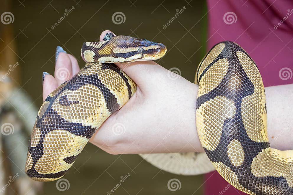 Python Snake in Its Handler`s Hand Stock Image - Image of scales ...