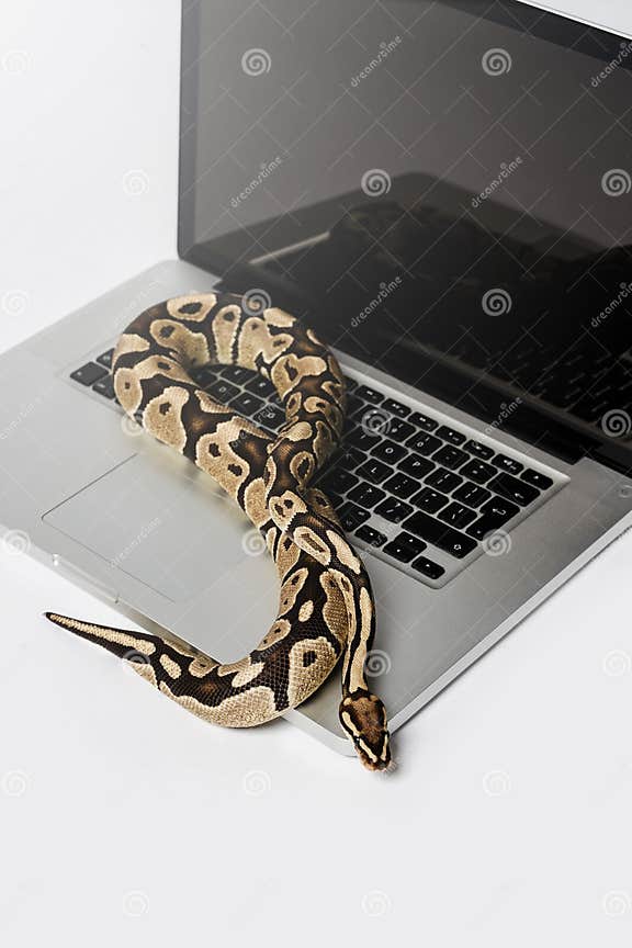 Python Snake and Laptop Computer. Concept of Using High-level ...