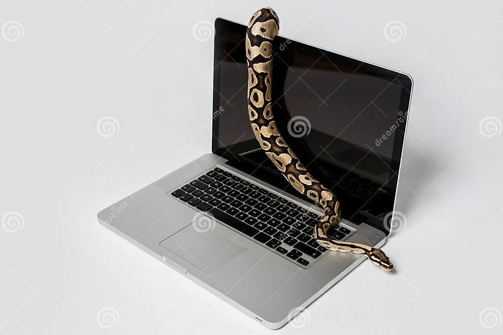 Python Snake and Laptop Computer. Concept of Using High-level Programming Language for Software ...