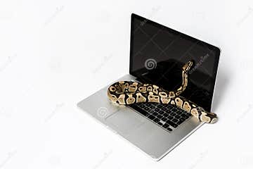 Python Snake and Laptop Computer. Concept of Using High-level Programming Language for Software ...