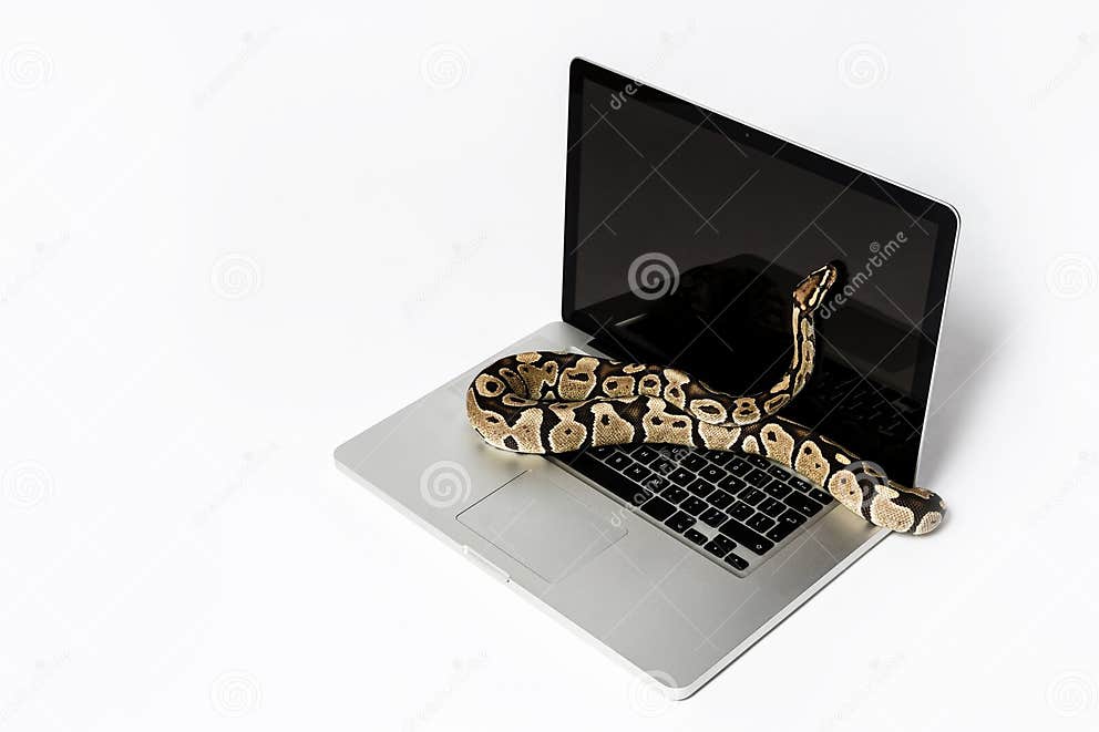 Python Snake and Laptop Computer. Concept of Using High-level Programming Language for Software ...
