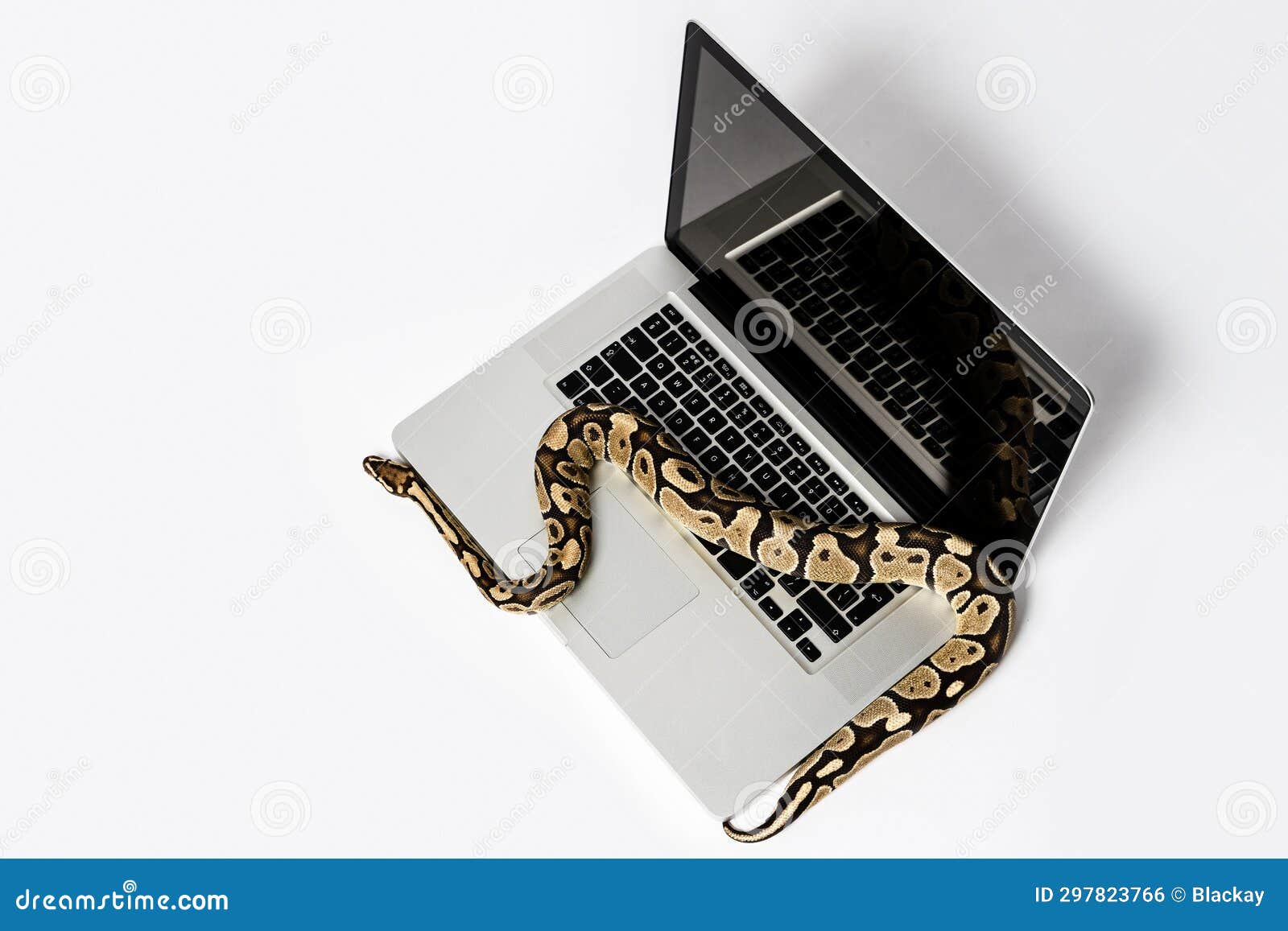 Python Snake and Laptop Computer. Concept of Using High-level Programming Language for Software ...