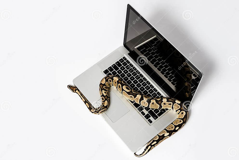 Python Snake and Laptop Computer. Concept of Using High-level Programming Language for Software ...