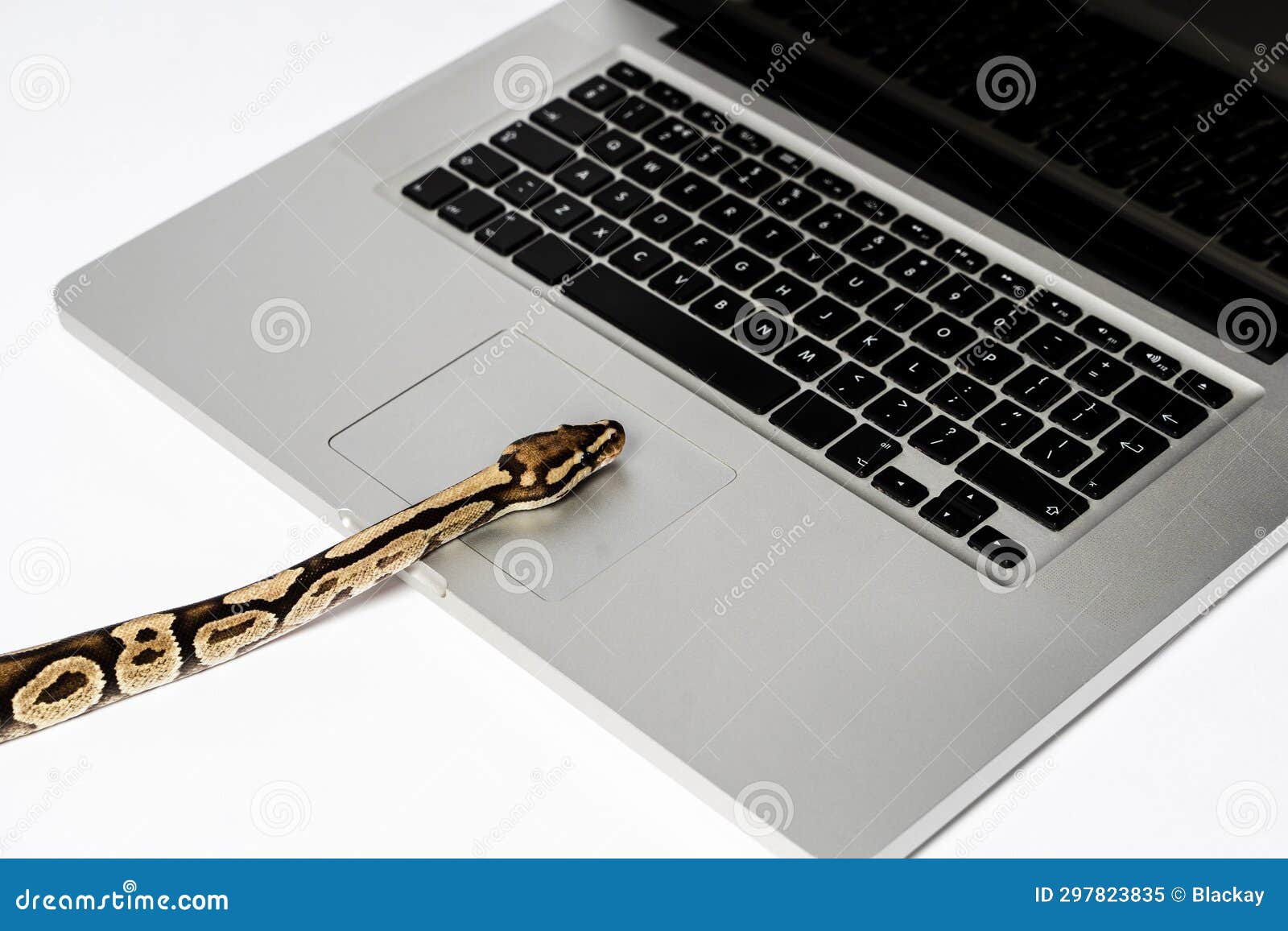 Python Snake and Laptop Computer. Concept of Using High-level Programming Language for Software ...