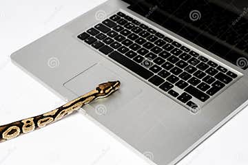 Python Snake and Laptop Computer. Concept of Using High-level ...