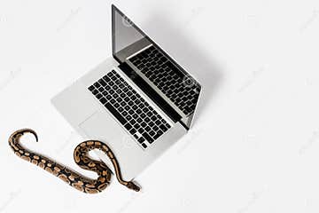Python Snake and Laptop Computer. Concept of Using High-level ...