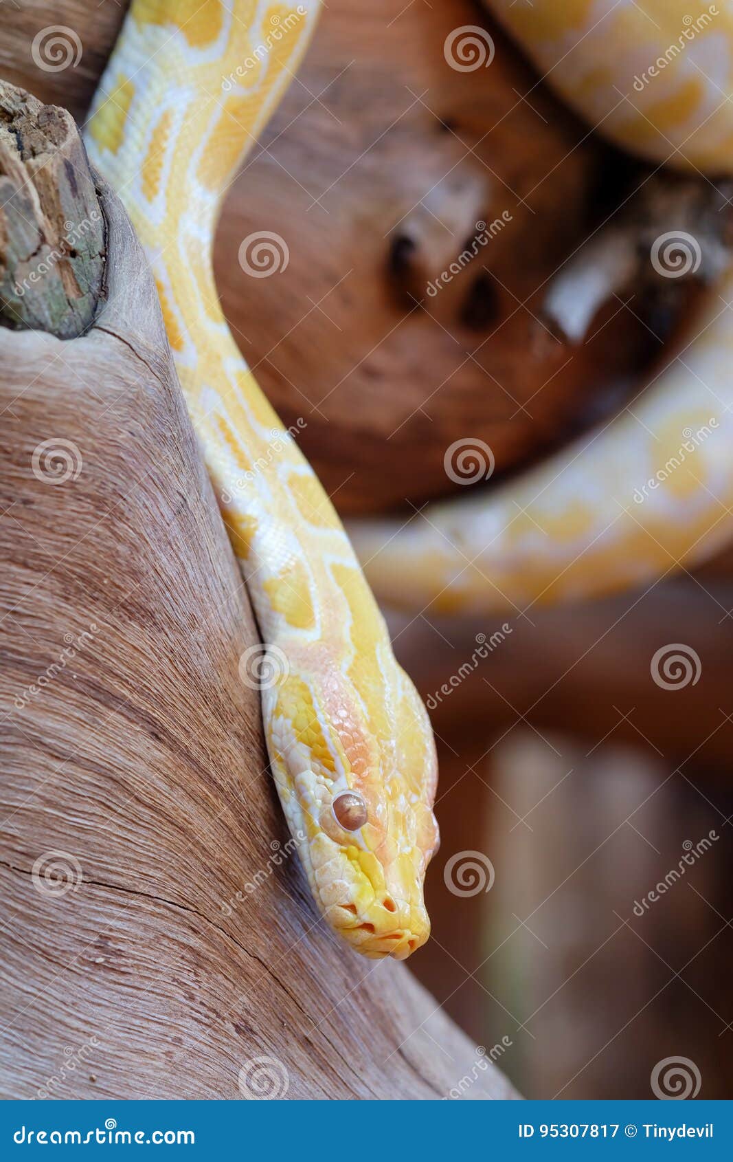 Python snake stock image. Image of wildlife, large, gold - 95307817