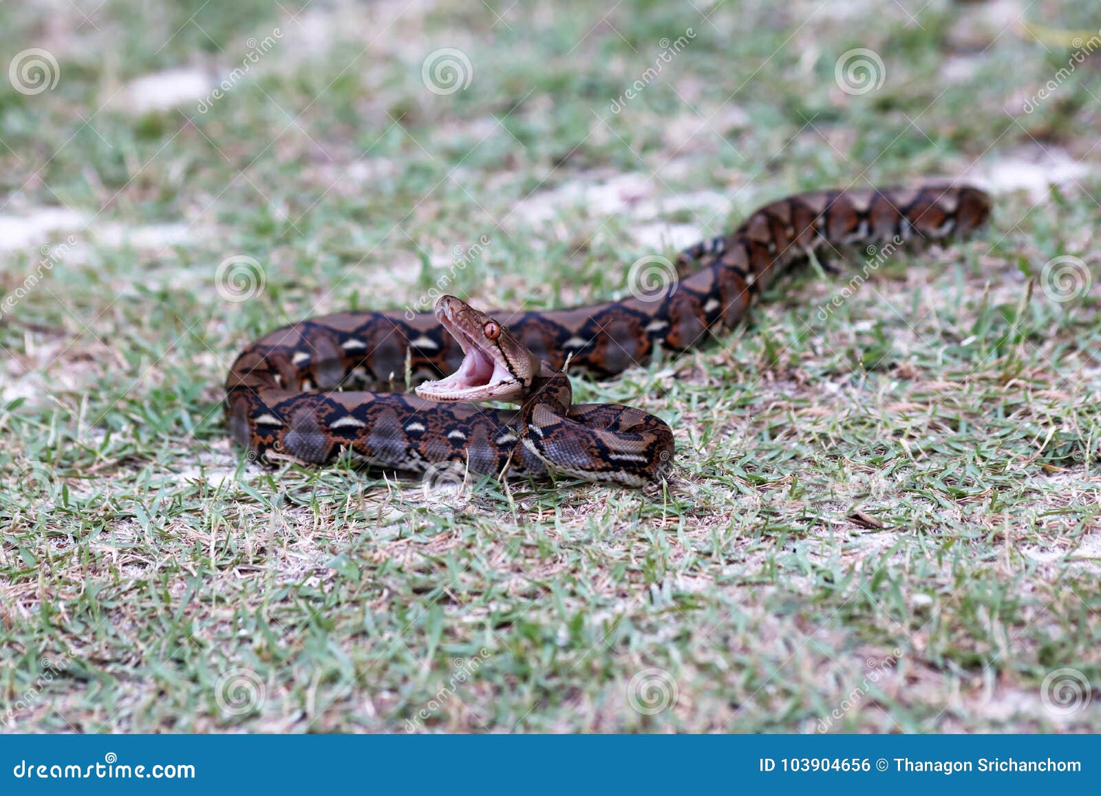 Python Snake Opening Its Mouth in the Garden. Stock Photo - Image of ...