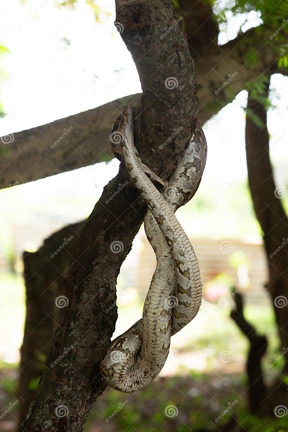 Python Snake on a Tree in Sri Lanka Stock Image - Image of vertebrate ...