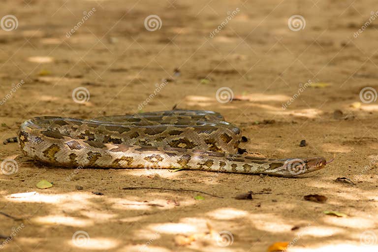 Python snake in Sri Lanka stock image. Image of predator - 354489721