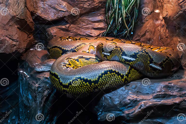 Python stock image. Image of animal, stone, pythons, snakes - 48984359