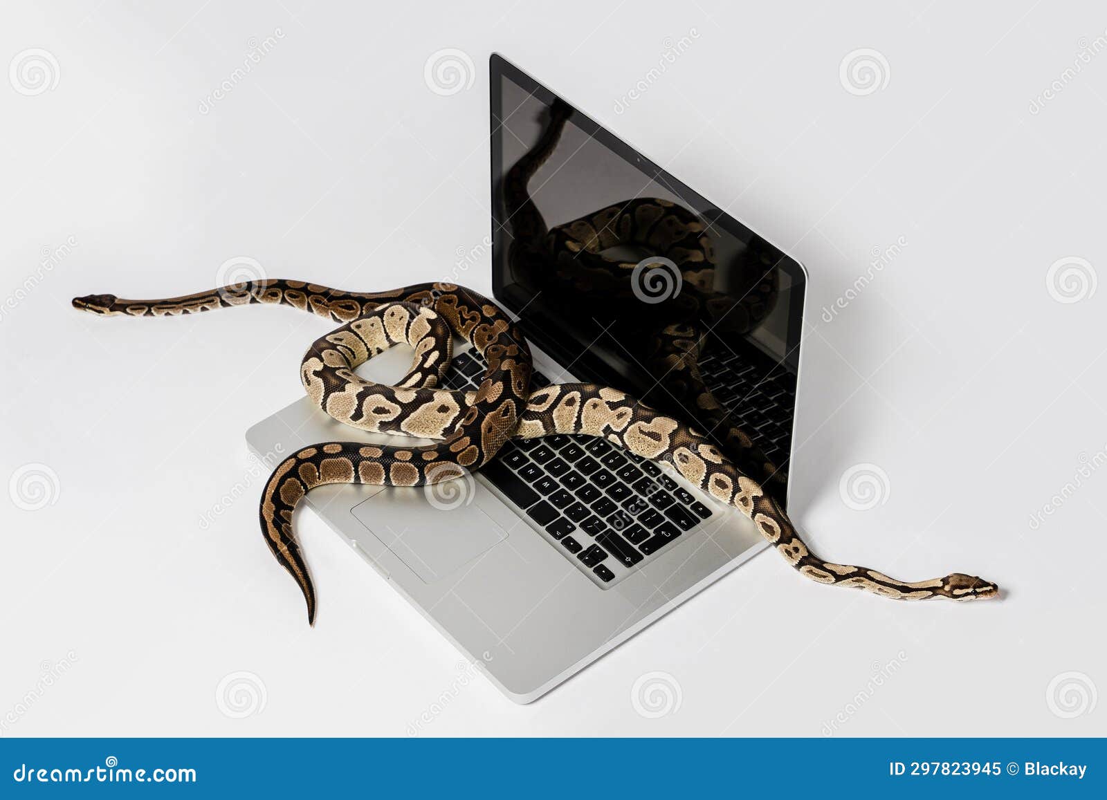Python Snakes and Laptop Computer. Concept of Using High-level ...