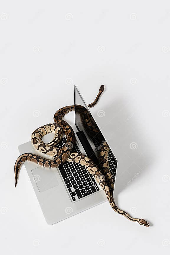 Python Snakes and Laptop Computer. Concept of Using High-level Programming Language for Software ...