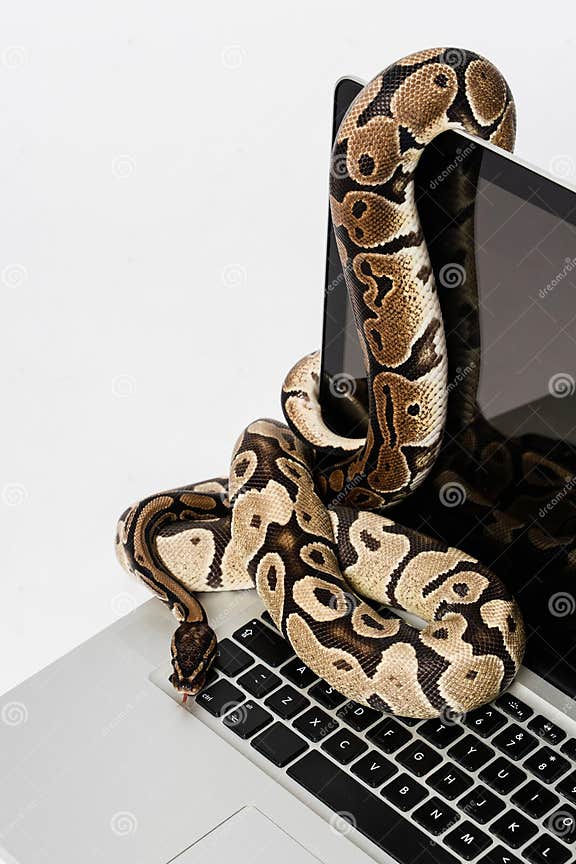Python Snakes and Laptop Computer. Concept of Using High-level Programming Language for Software ...