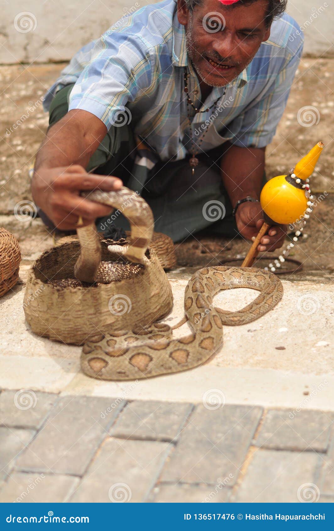 Python editorial photo. Image of python, colorful, tamed - 136517476