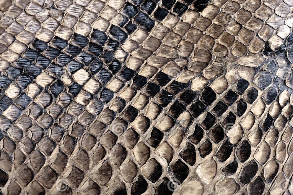 Python texture stock photo. Image of organism, python - 31200184