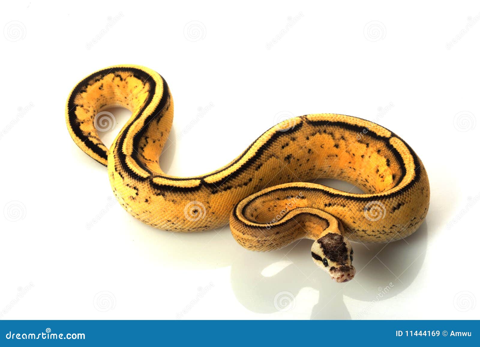 Python Van De De Streepbal Van De Pastelkleur De Super Stock Afbeelding ...