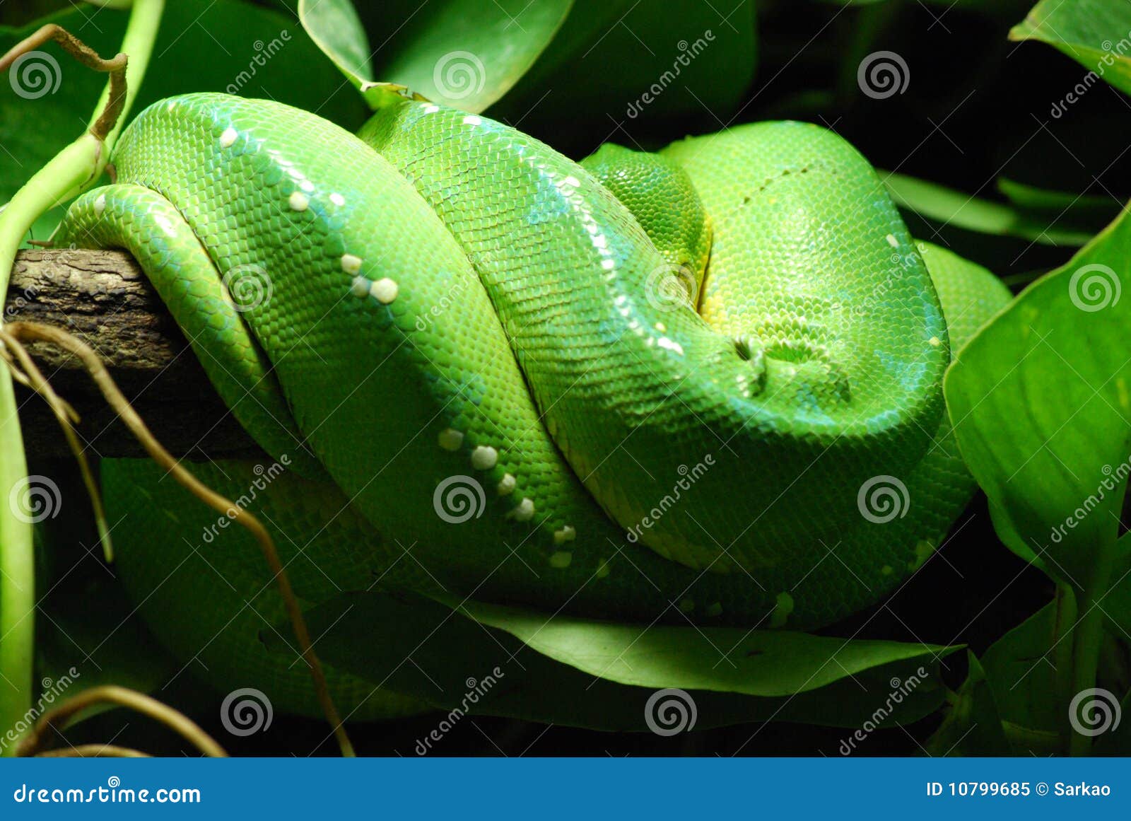 Python vert d'arbre image stock. Image du python, exotique - 10799685