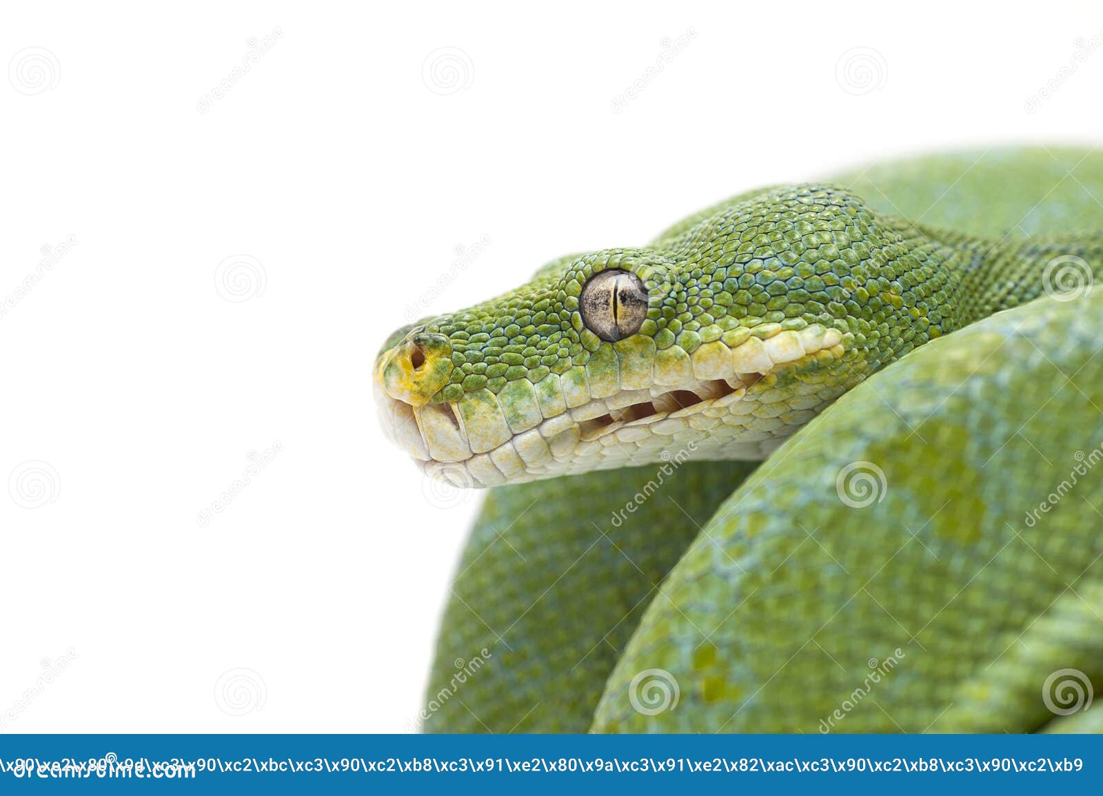 Python Vert D'arbre D'isolement Sur Le Fond Blanc Image stock - Image ...