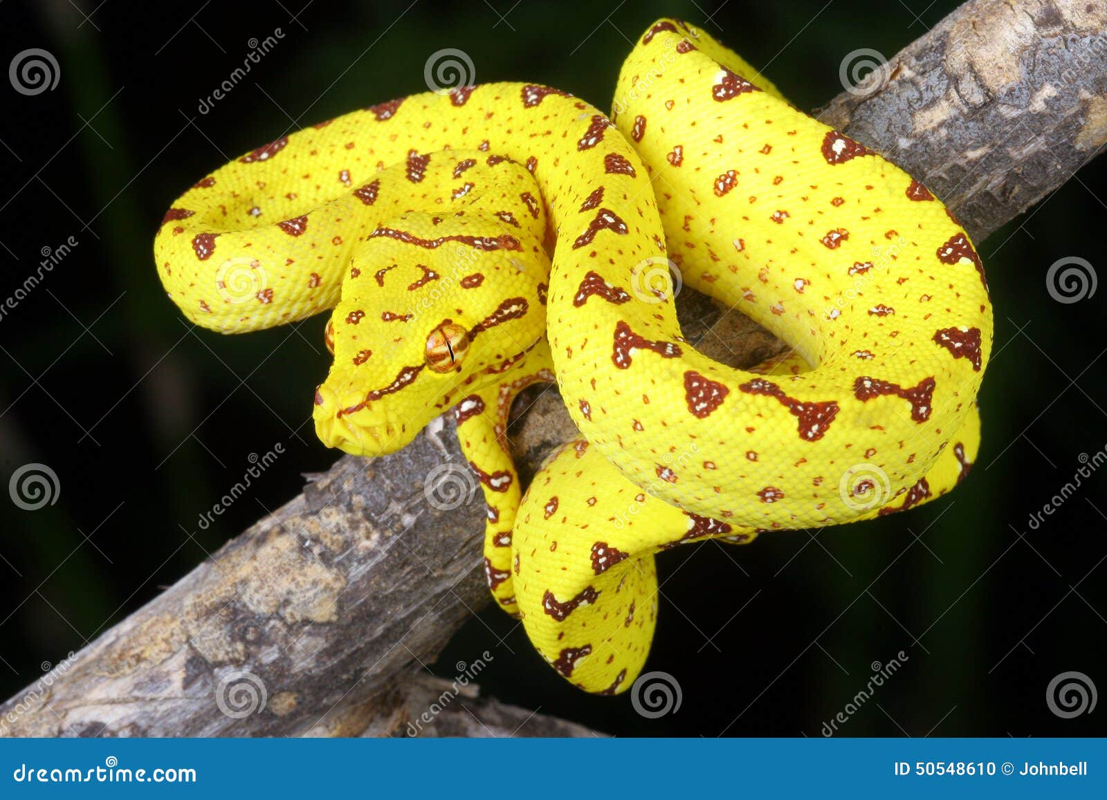 Python Vert D'arbre (phase Jaune) Pendant D'une Branche Photo stock ...