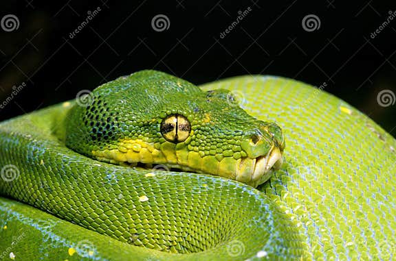 PYTHON VERT Morelia Viridis Stock Image - Image of guinea, portrait ...