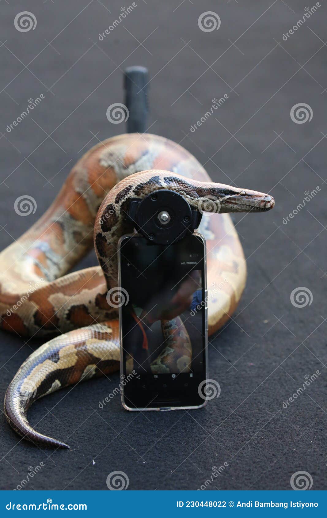 Python Wrapped Around Monopot Stock Photo - Image of metal, hand: 230448022